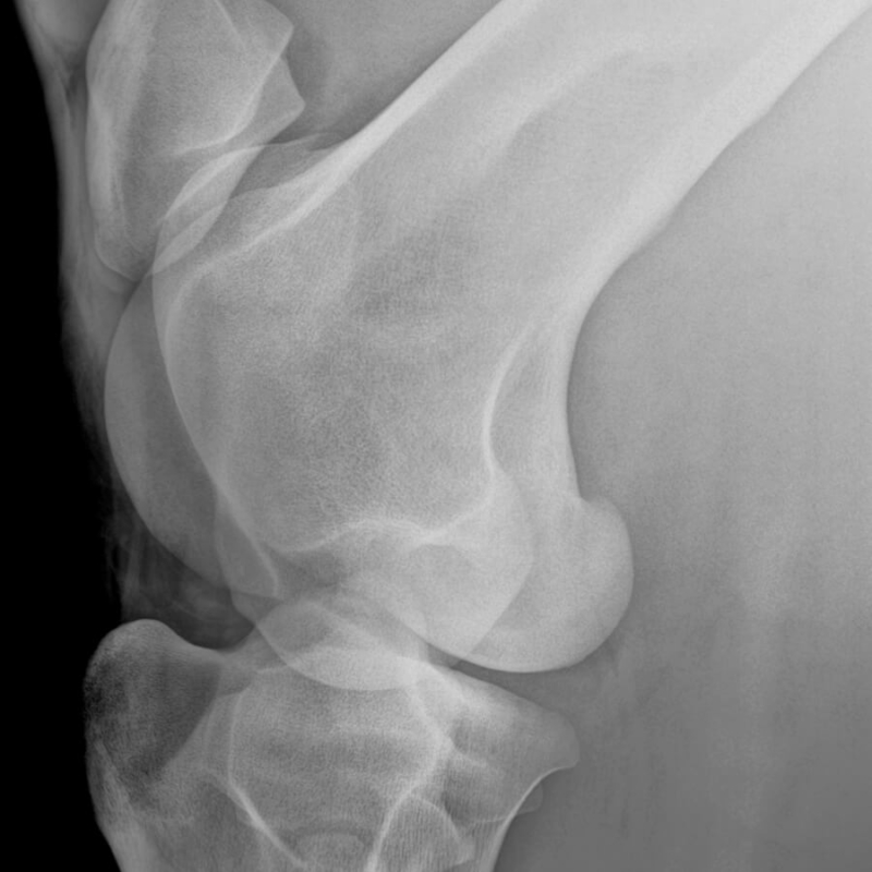 Mobile Equine Diagnostic Imaging Services - Radiography ...