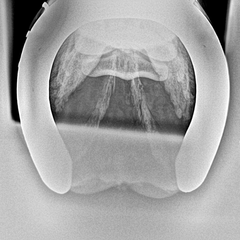 Mobile Equine Diagnostic Imaging Services - Radiography ...
