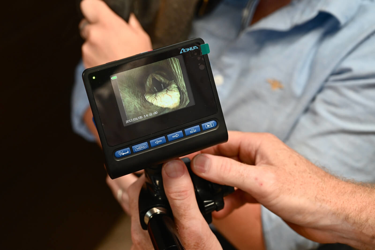 Horse Endoscopy Services at Surrey Hills Equine - Expert Diagnostics